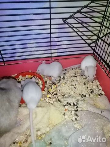 Крысята дамбо