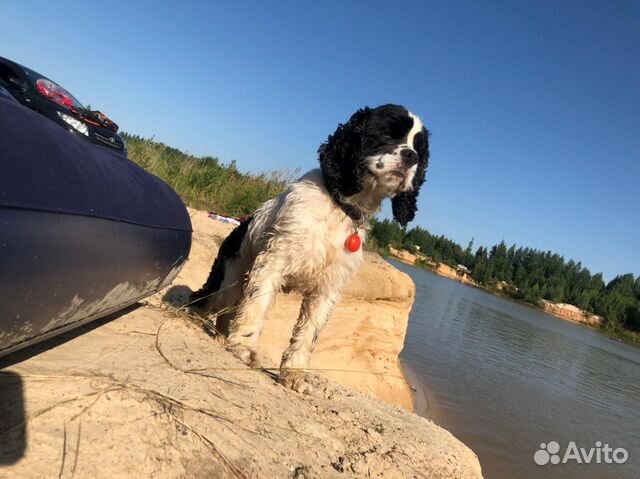 Вязка. мальчик 3 года