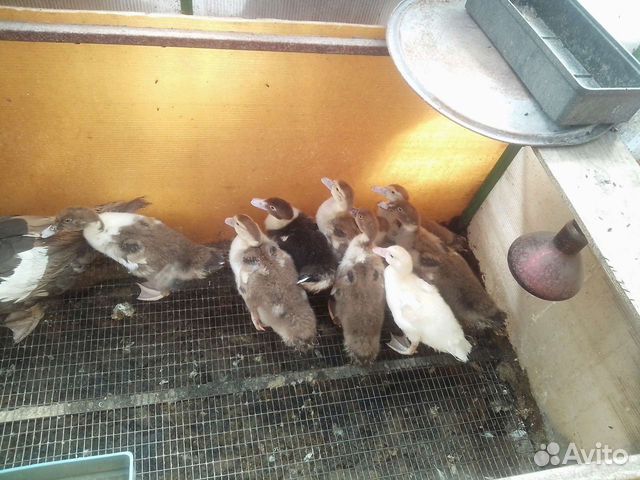 Мускусные утята индоутки