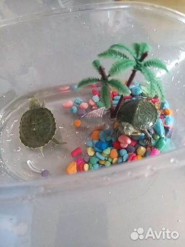 Красноухая черепаха с аквариумом