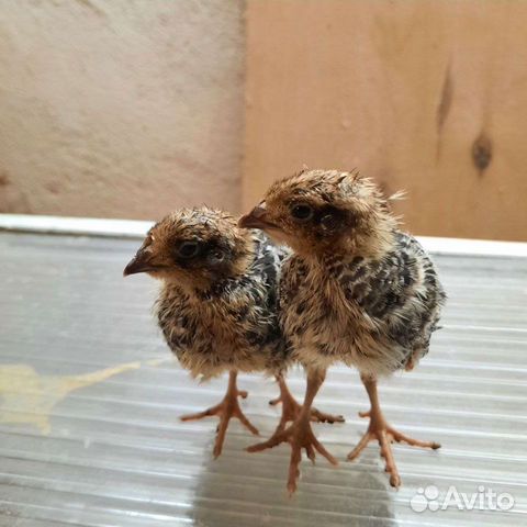 Перепела 10-ти дневные