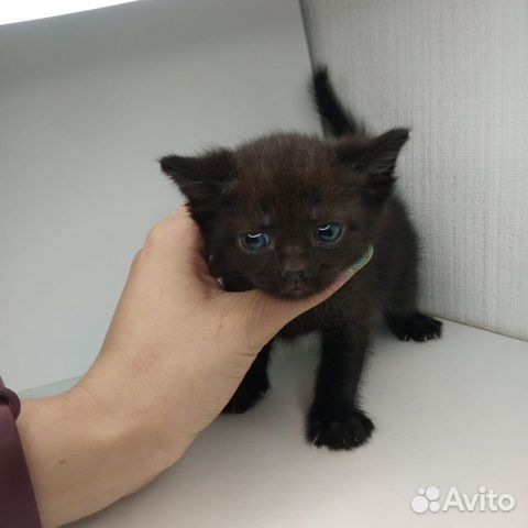 Малыш от домашней кошки