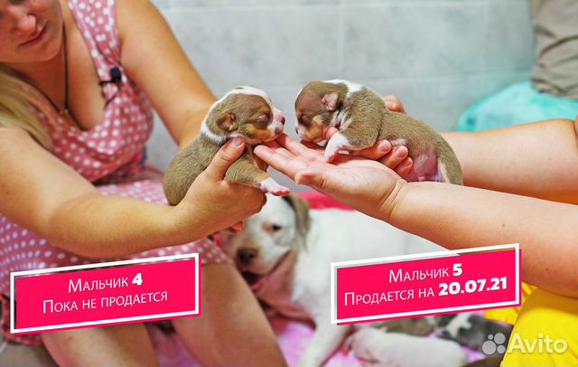 Американский Булли Шоколадный Триколор Щенки