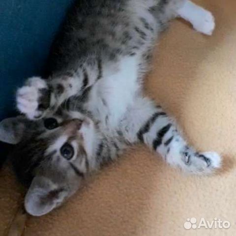 Котенок полосатый тигренок 5 недель