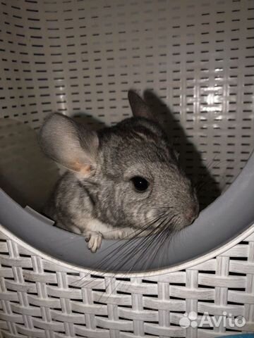 Шиншилленок