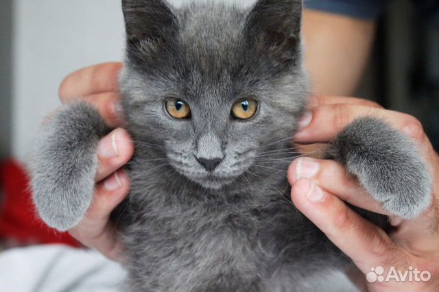 Котёнок малышка Джо