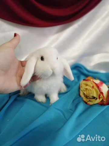 Две девочки. Карликовые барашки. Белые голубоглазы