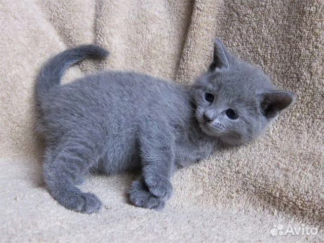 Котенок метис британской кошки в добрые руки