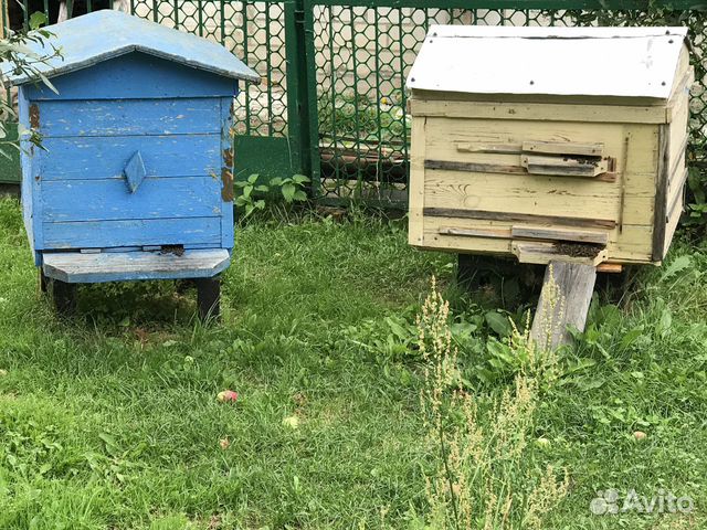 Продажа пчел (рой+улей)