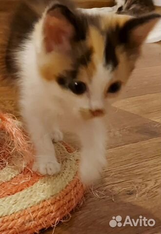 Котенок (черепаховый окрас) в добрые руки