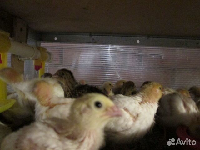 Перепелята