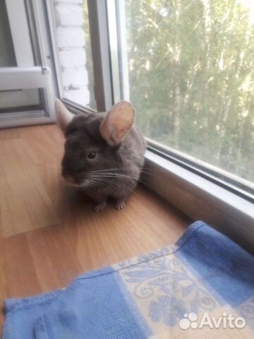 Шиншилла средняя эбони