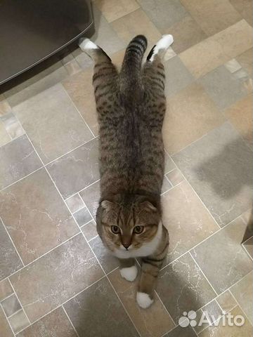 Кот шотландец