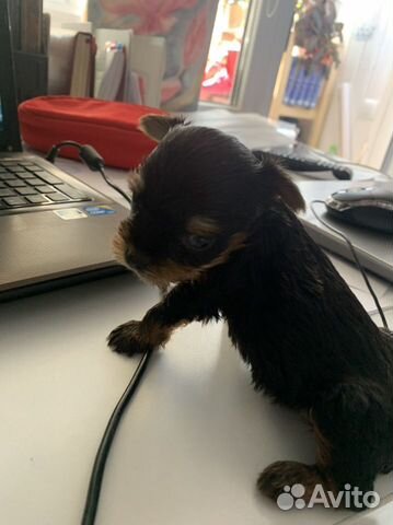 Йоркширский терьер стандарт