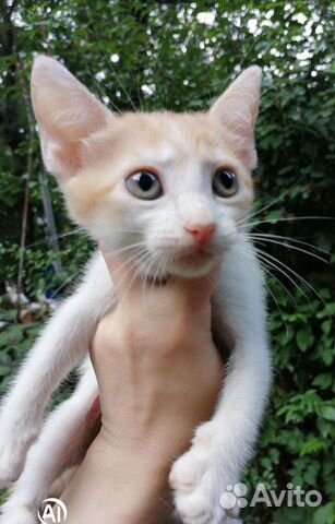 Кошечка Веста