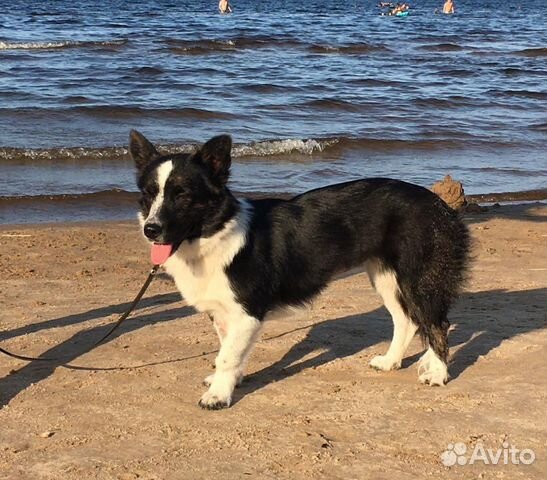 Песик размером с корги