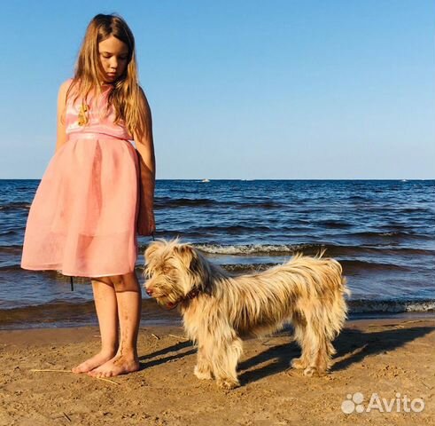 Песик необычной внешности
