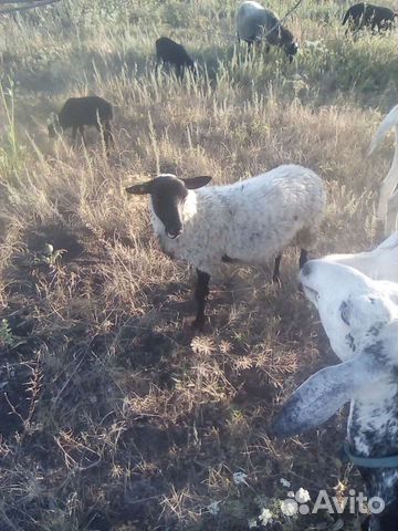 Романовский баранчик на племя