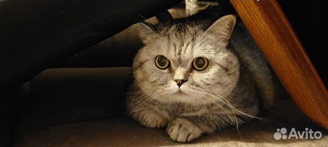 Отдам кошечку