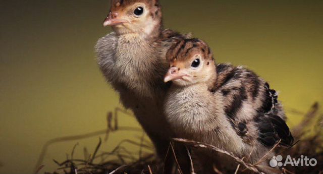 Индюшата бройлеры