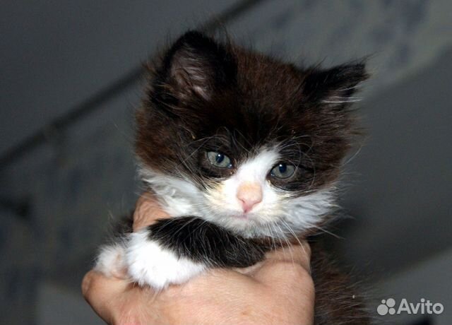 Крошка котенок