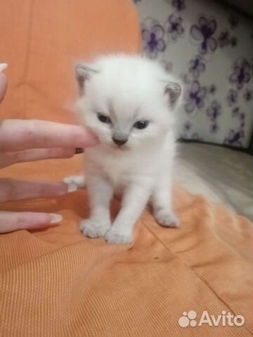 Британские котята