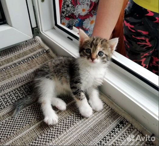 Милашка Лиза 1,5 мес