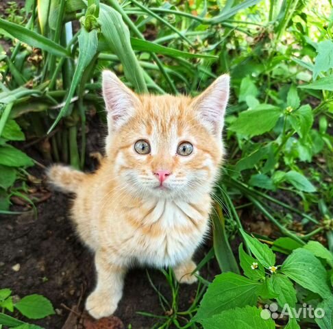 Наглая рыжая морда ищет дом