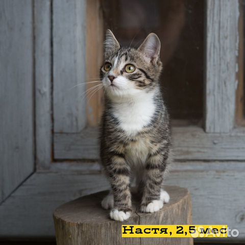 Котёнок настя, 2.5 мес. Привита. Серенькая