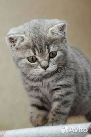 Шотланский котенок