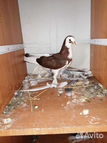 Продам голубей оптом, есть широкохвостые и простые