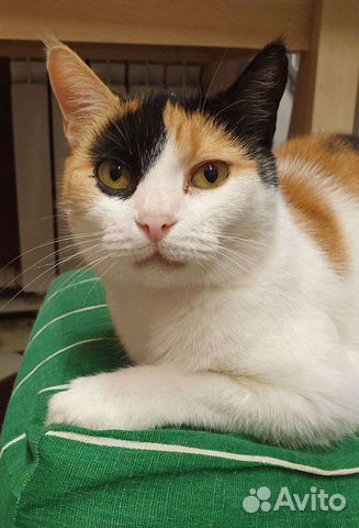 Ласковая кошечка Надин