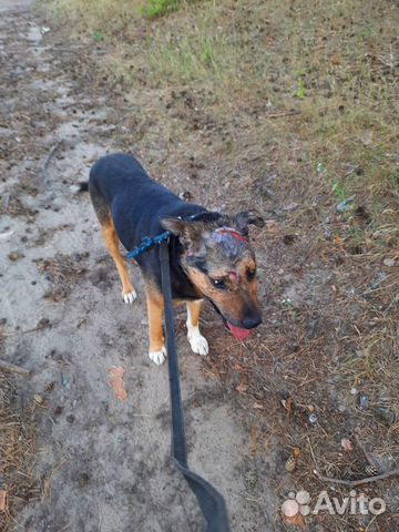 Бим в добрые руки