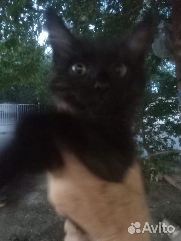 Маленькая пантера ищет дом