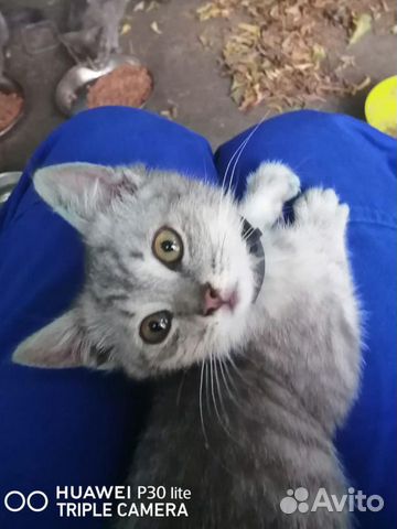 Котята как из Whiskas