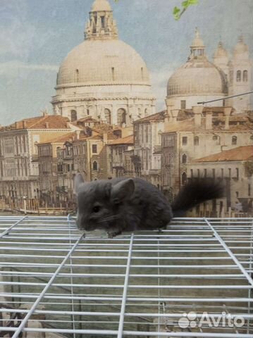 Шиншилла породистая редкого цвета