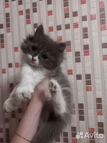 Персидская кошка 1,5 месяца