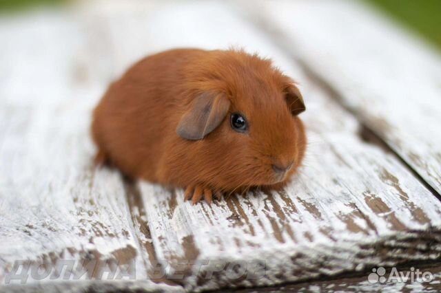 Мальчик английский селф золотой темноглазый