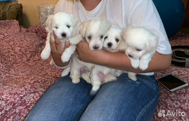 Продаются щенки мальтийской болонки (мальтезе)