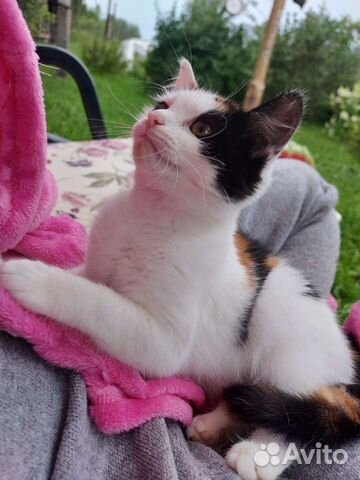 Кошка