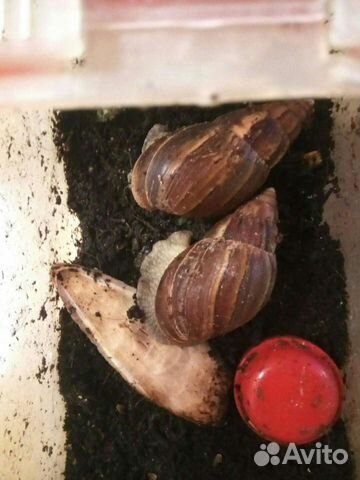 Улитки ахатины бесплатно