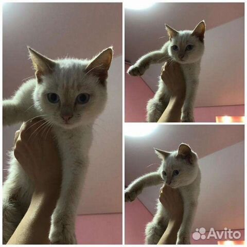 Котенок кремовый в добрые руки