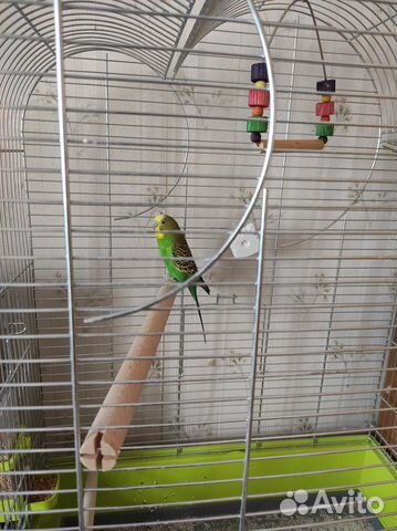 Волнистый попугай с клеткой