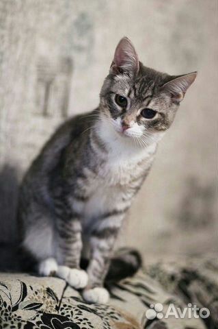 Жемчужина Перл В Дар В Добрые Руки