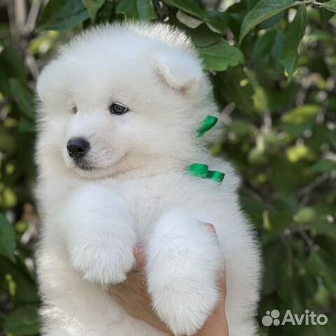 Самоеды из п-ка Авангард Арктики