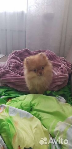 Померанский шпиц девочка