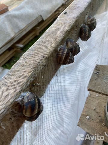 Виноградные улитки