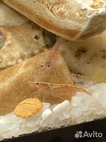 Криветка вишня