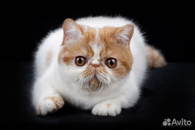 Экзотический кот