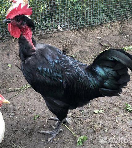 Петух Голошейка